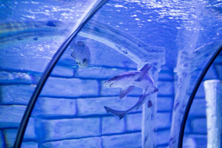 Ripley's Aquarium Toronto Guide [2026]: Tickets, Exhibits & Tips